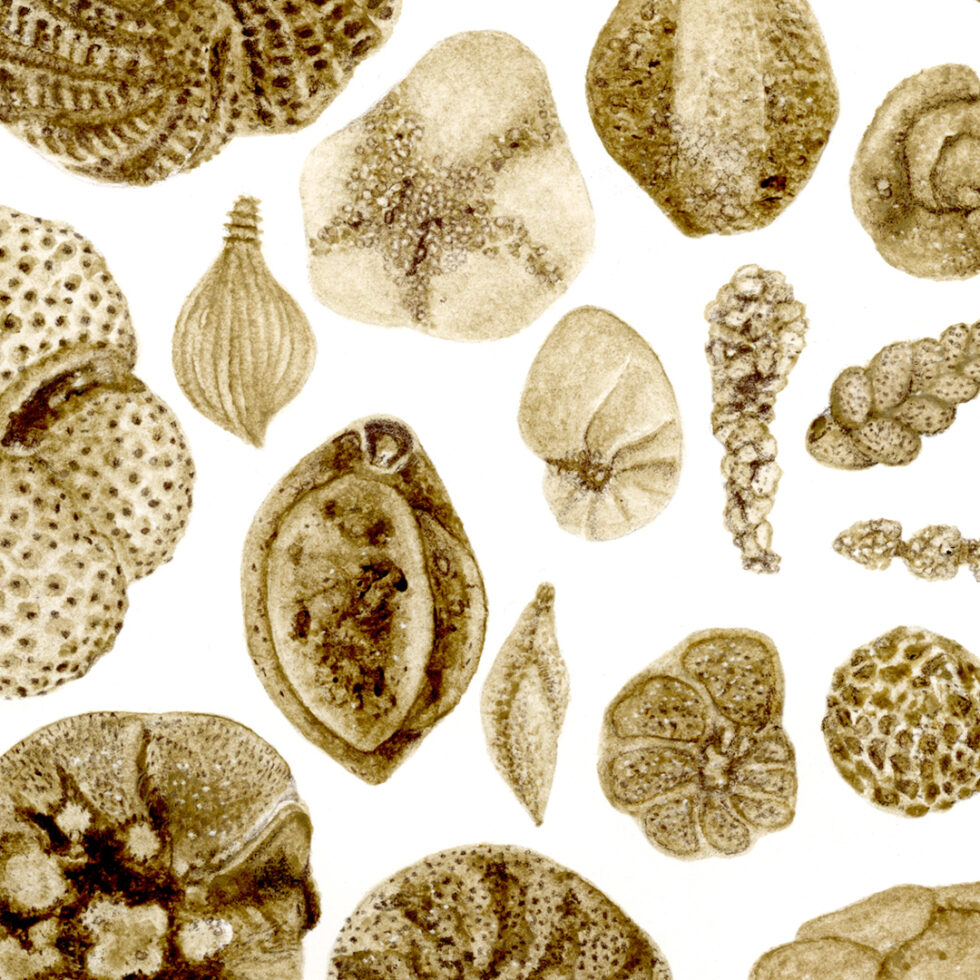 Deep Sea Arctic Foraminifera | limnlines