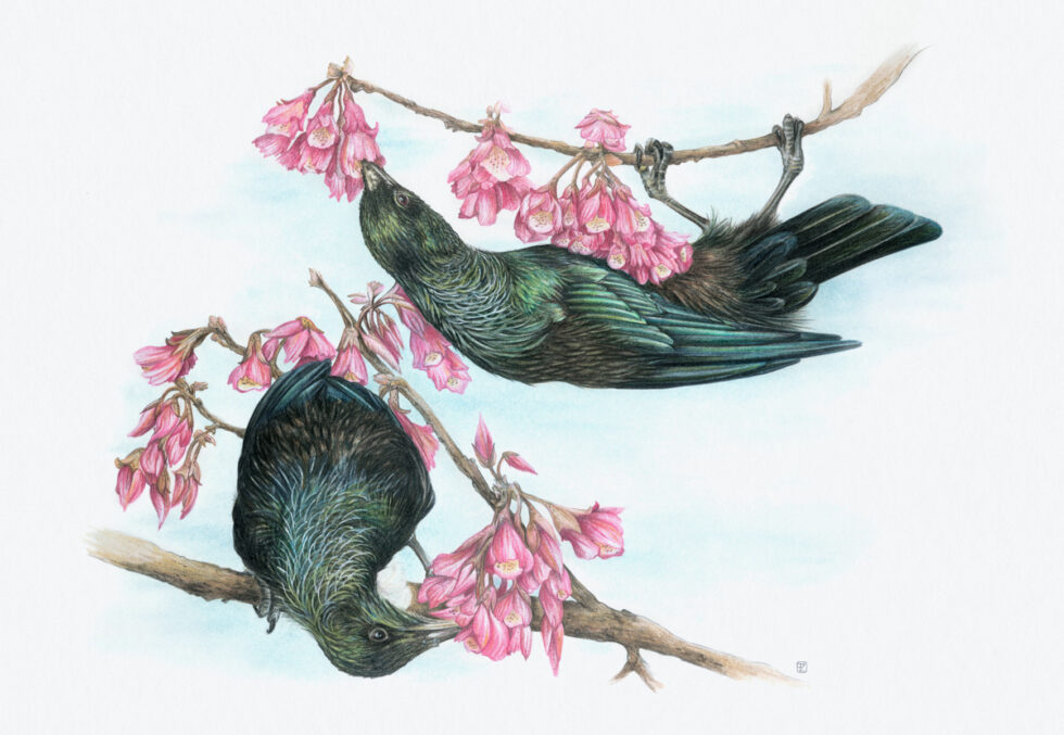 Tui Birds New Zealand | limnlines